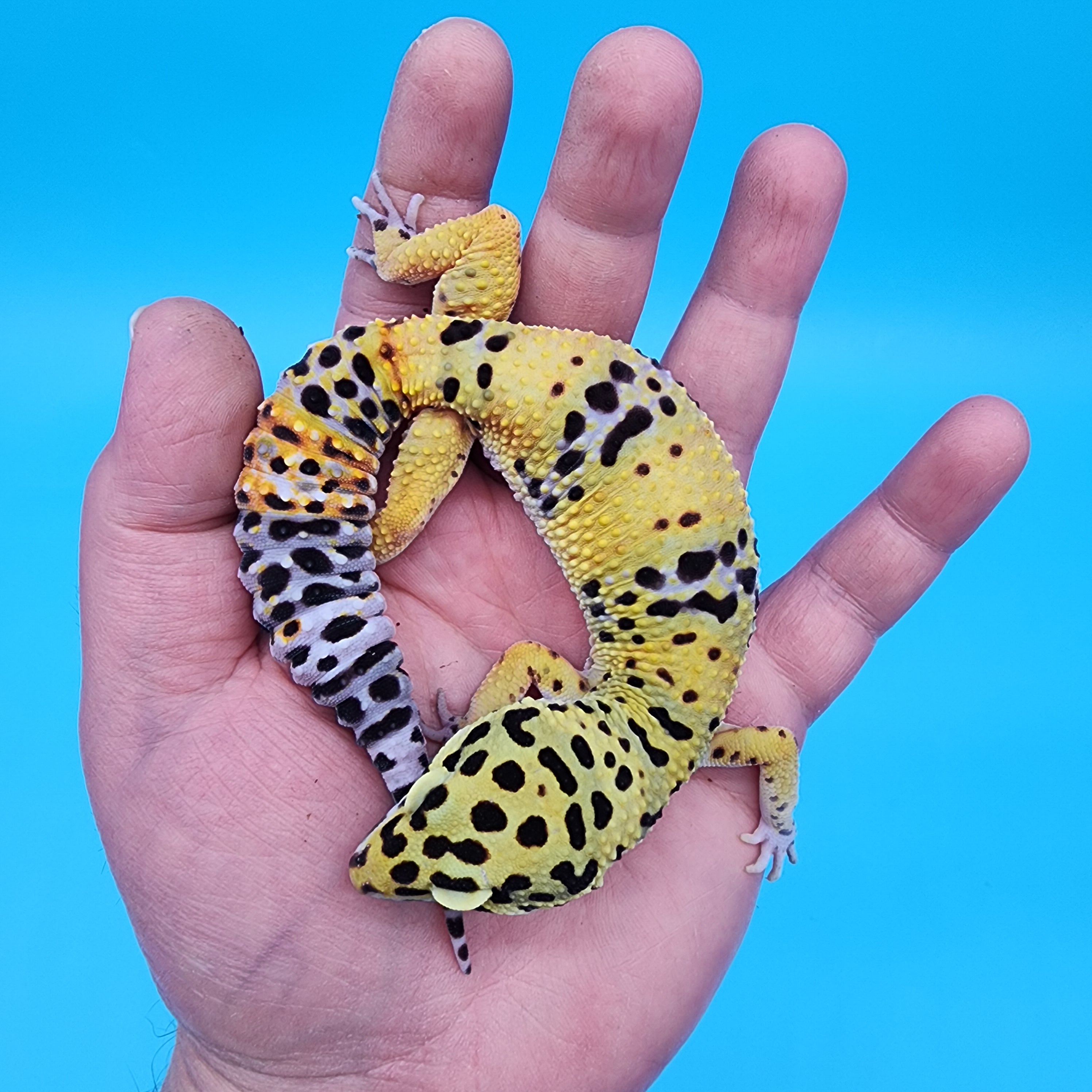 Male Fire Bold Emerine het Cipher – Frank Cuzzolina