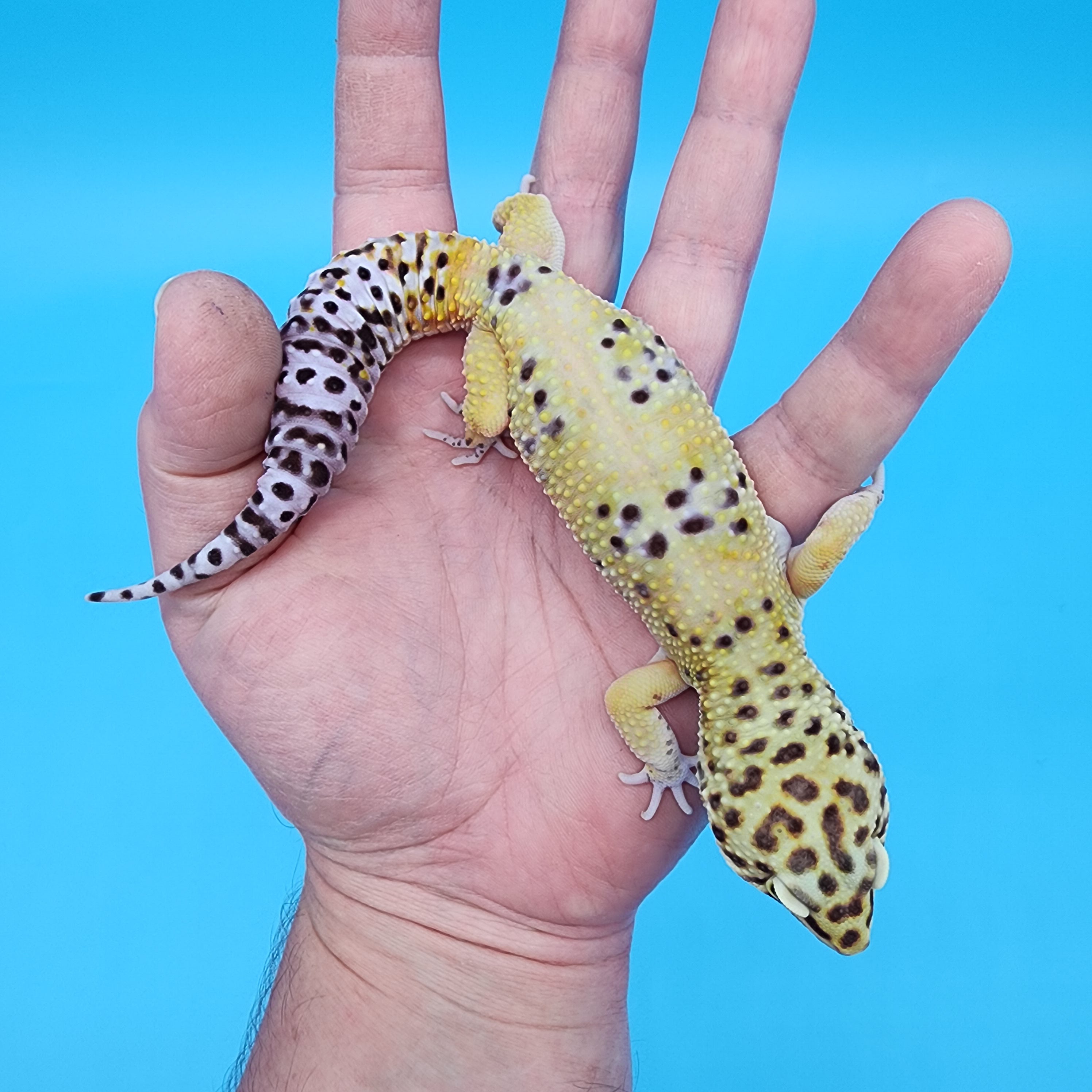 Male Blood Bold 50% het RAPTOR – Geeky Gecko Creations