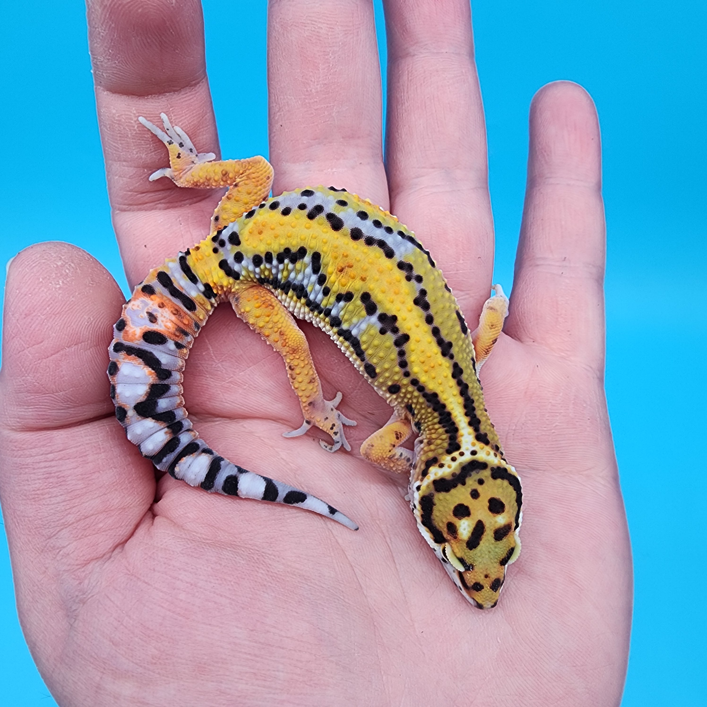 Male Fire Bold – Geeky Gecko Creations