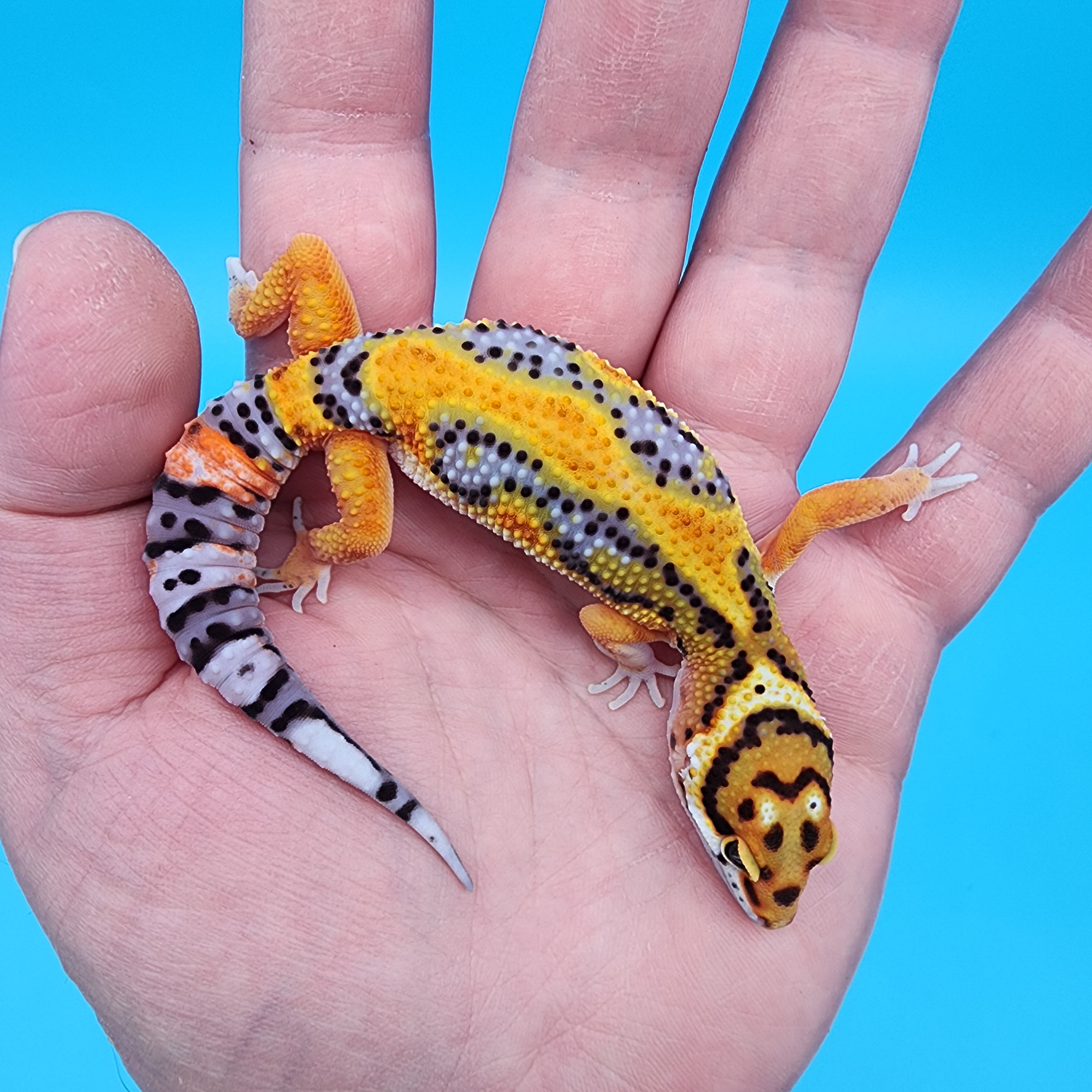 Male Fire Bold – Frank Cuzzolina