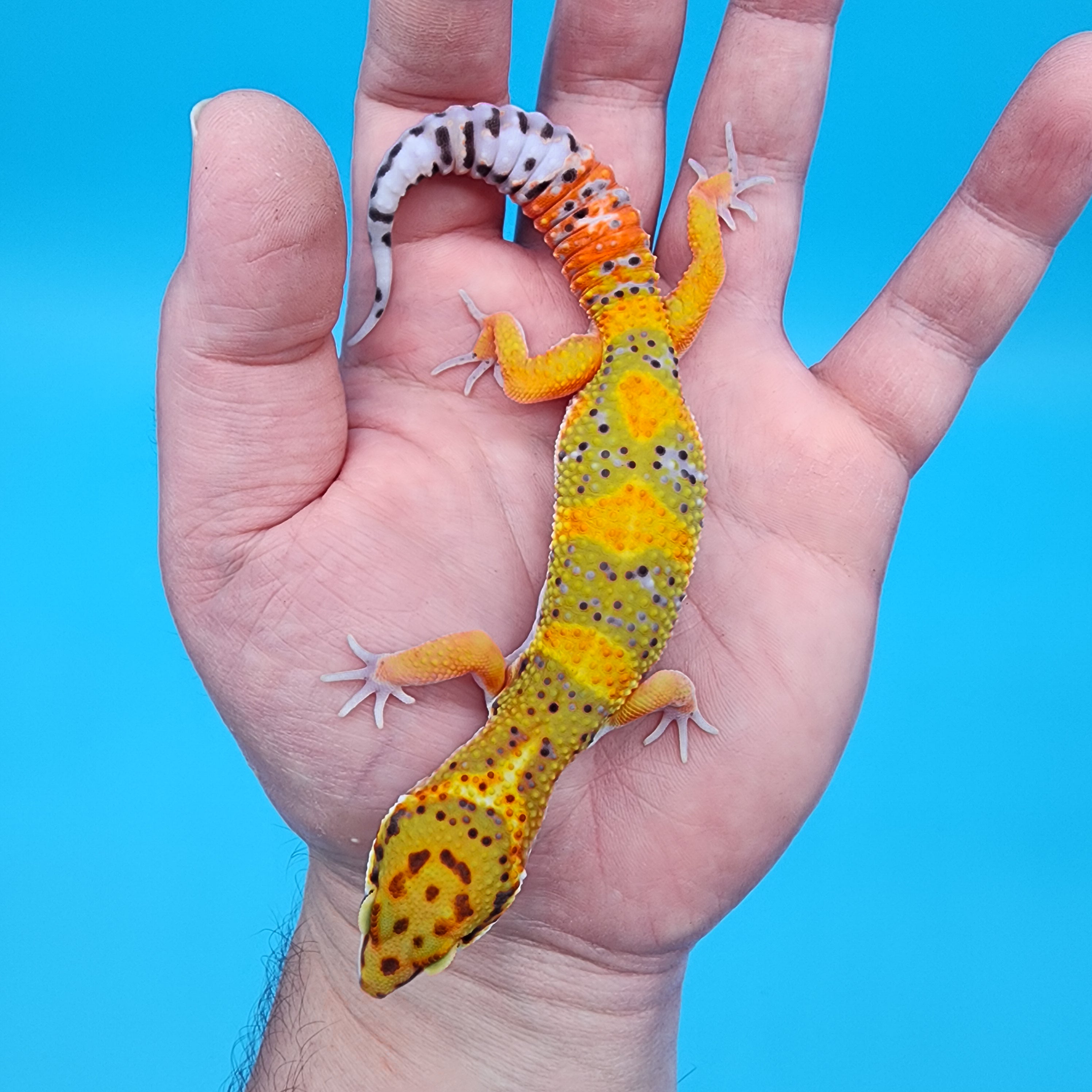 Male Fire Bold Emerine – Frank Cuzzolina