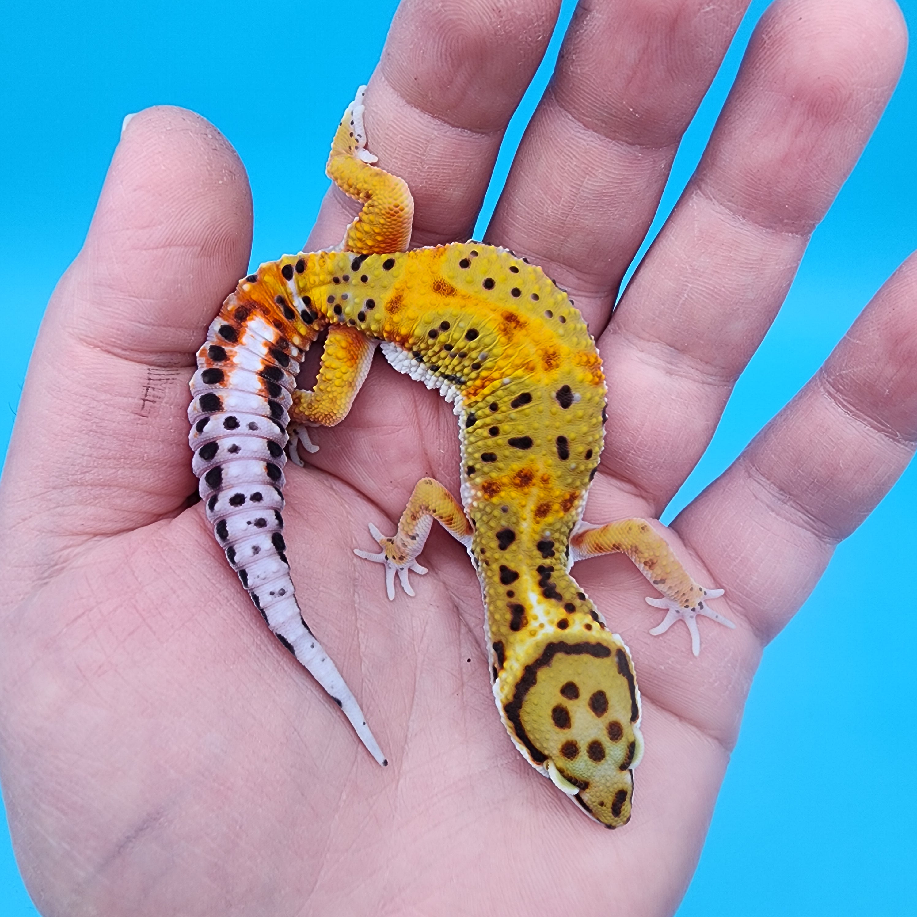 Male Firebold Emerine – Frank Cuzzolina