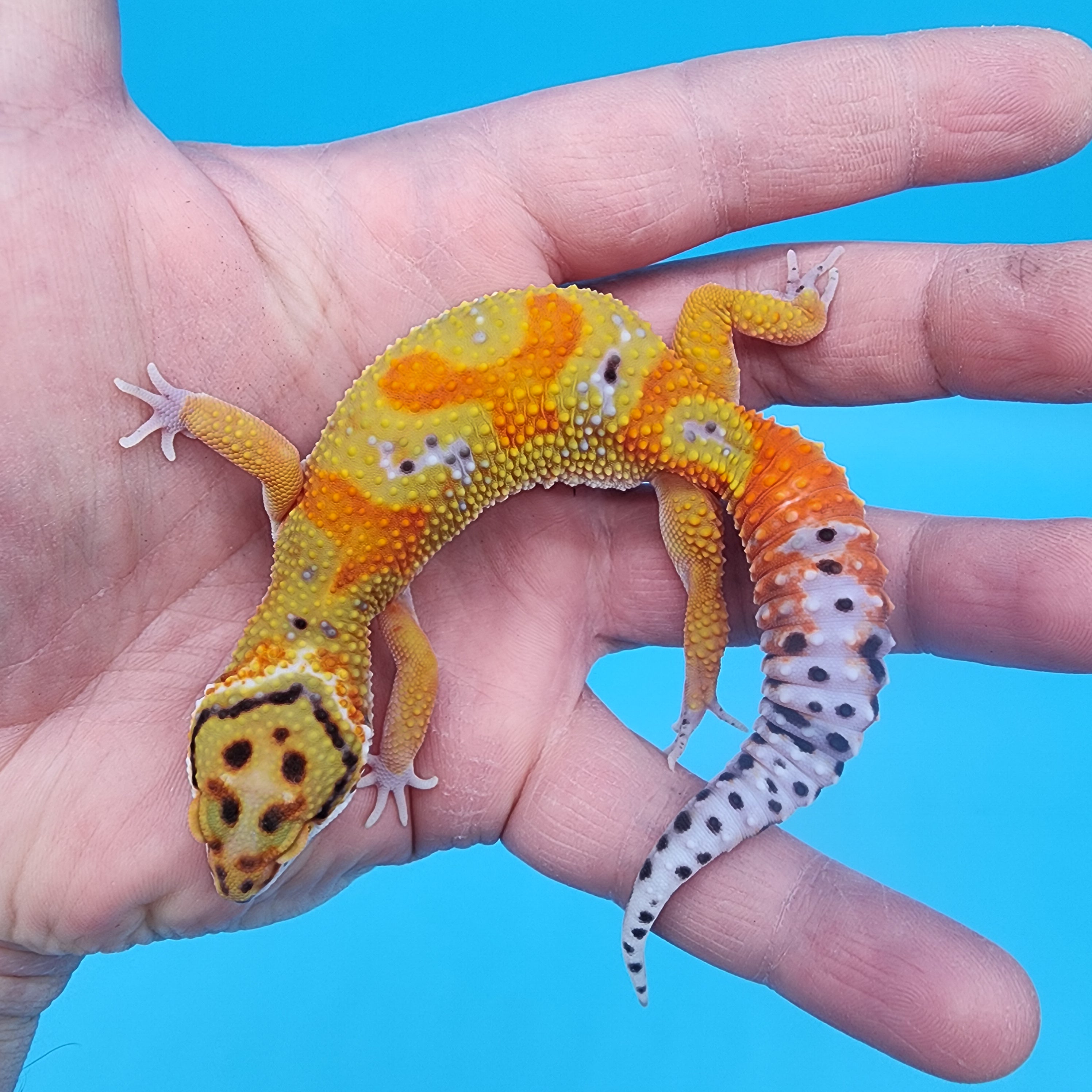 Female Clown – Geeky Gecko Creations