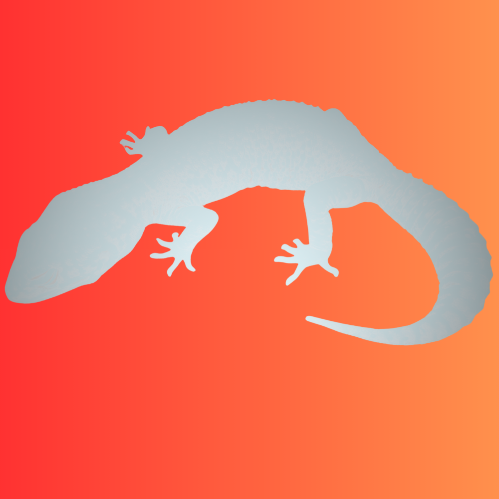 MYSTERY Leopard Gecko [TIER 4] – Geeky Gecko Creations