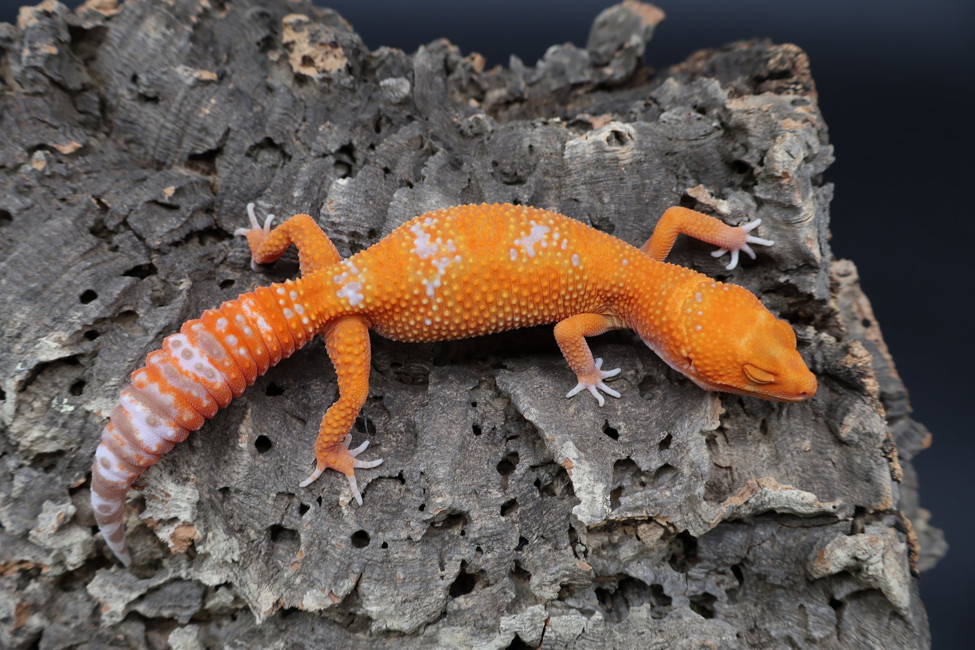 Female Mandarin Inferno Tremper Albino Jungle – Frank Cuzzolina