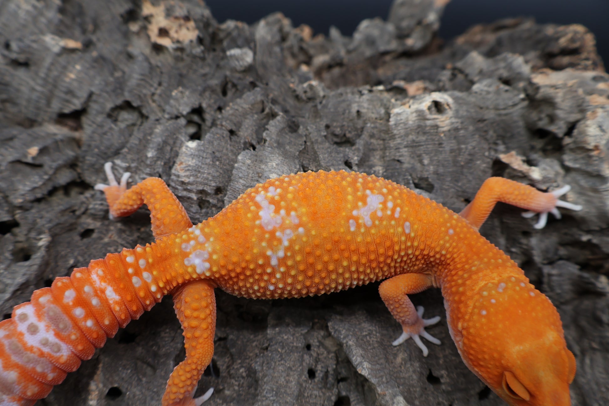 Female Mandarin Inferno Tremper Albino Jungle – Frank Cuzzolina
