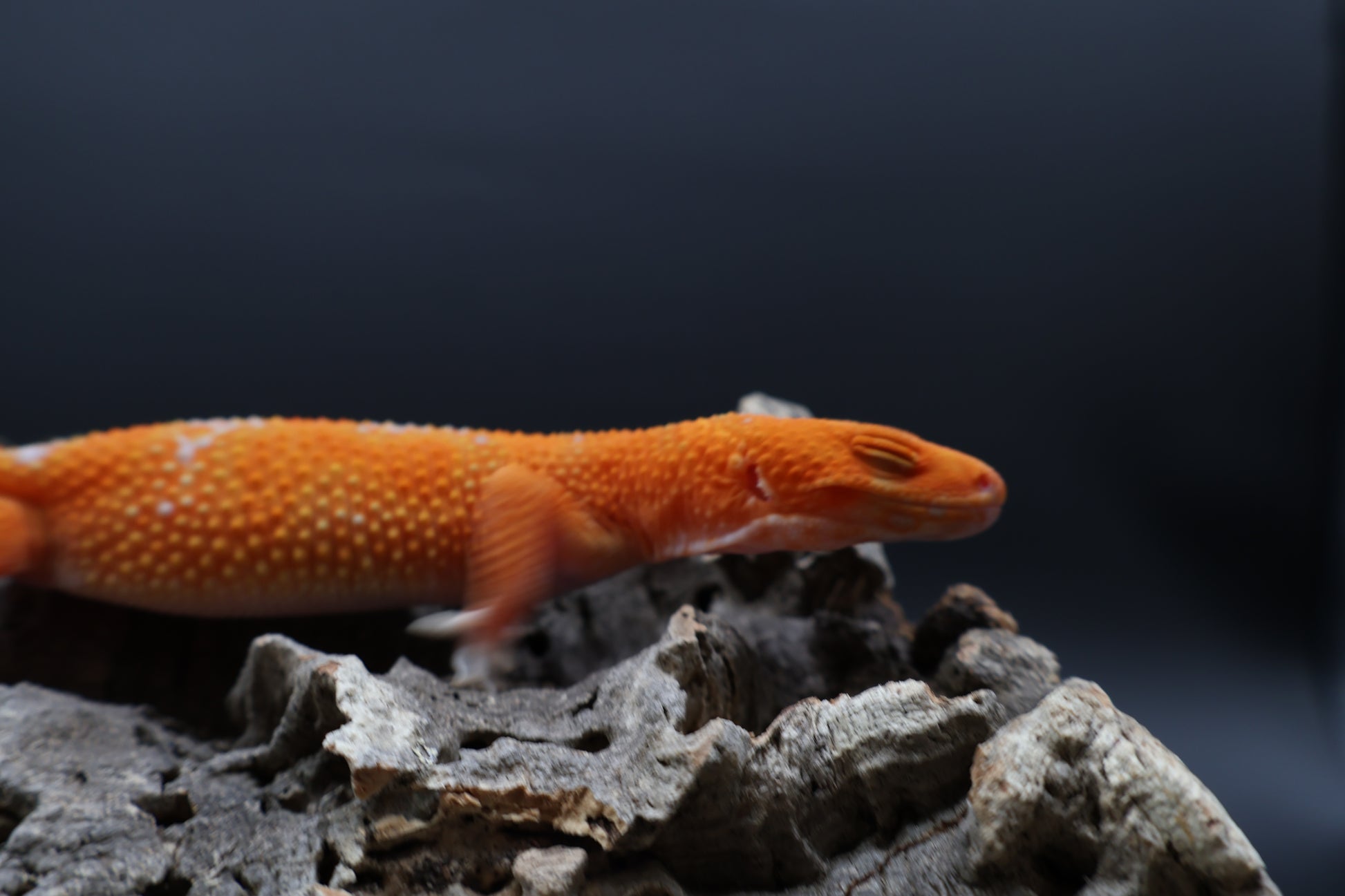 Female Mandarin Inferno Tremper Albino Jungle – Frank Cuzzolina