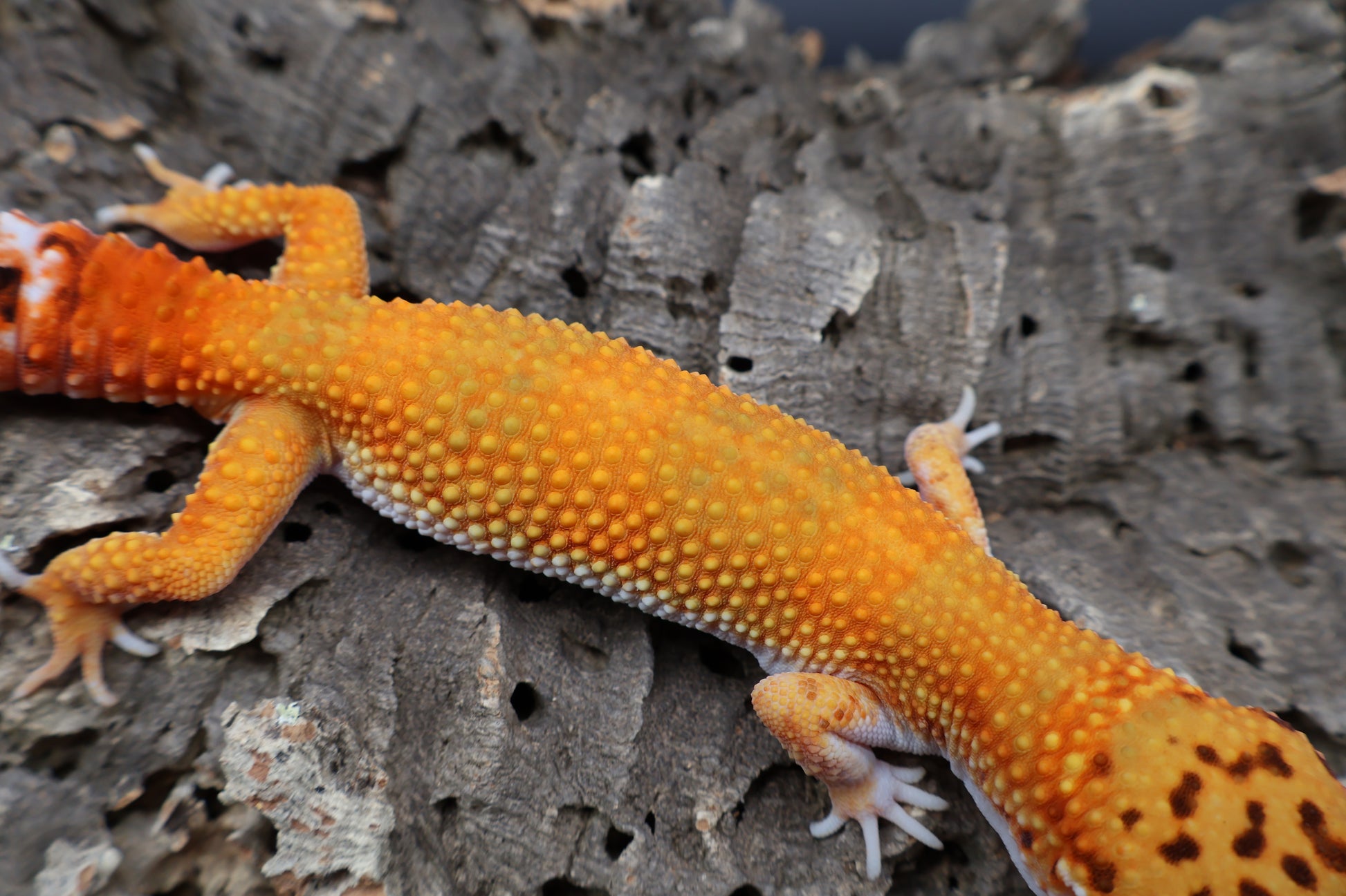 Male Mandarin Inferno White Lip Emerine 100% het Tremper Albino – Frank ...