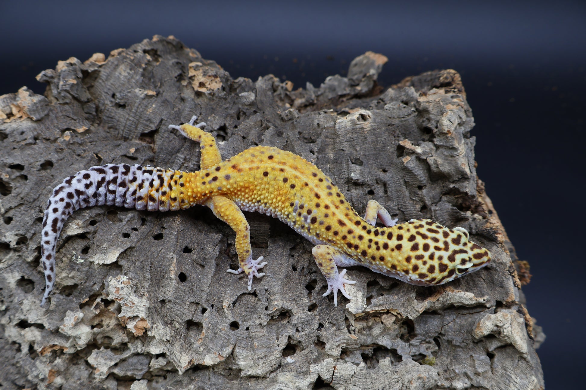 Female Super Giant Blood Emerine – Geeky Gecko Creations