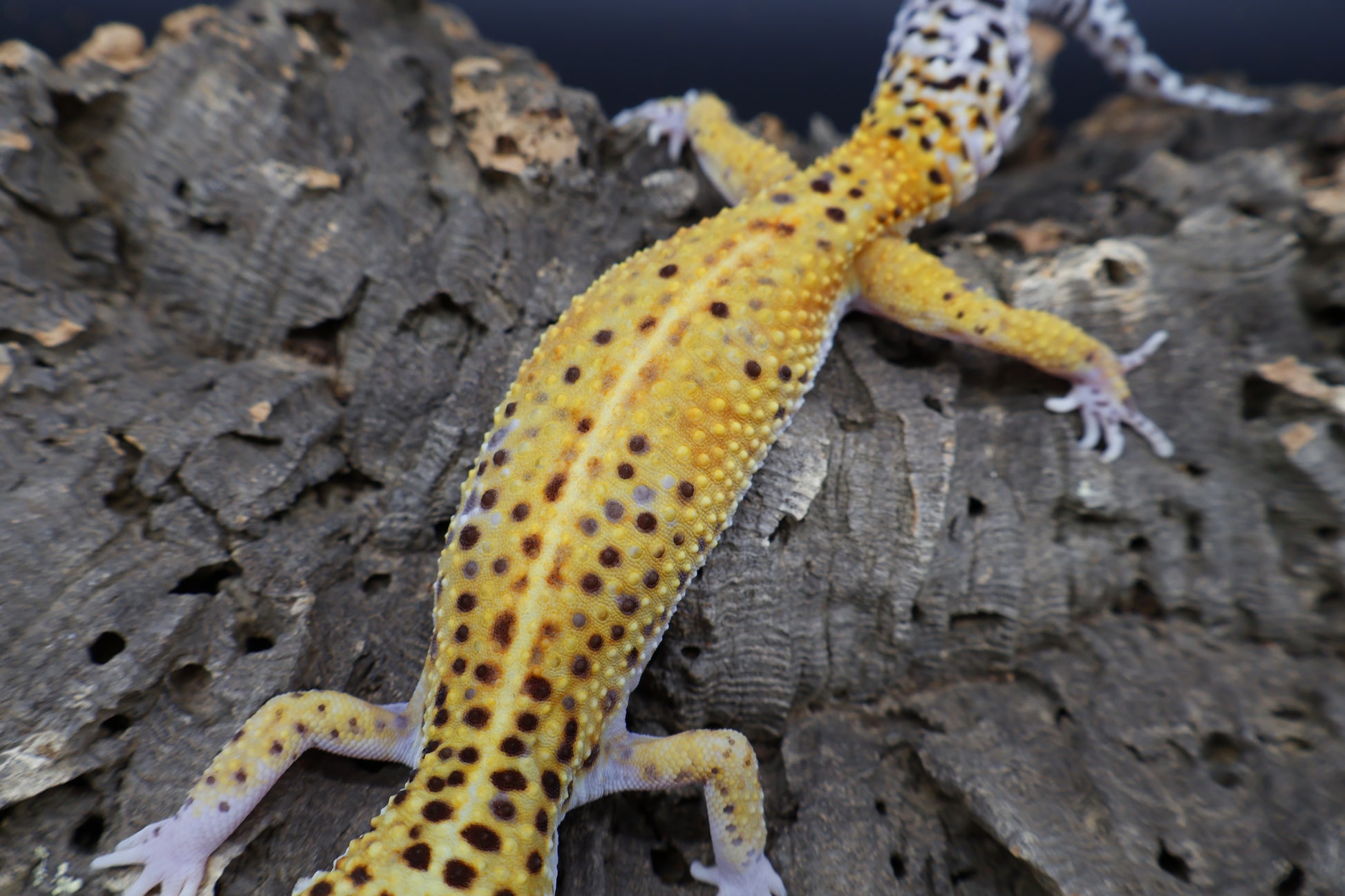 Female Super Giant Blood Emerine – Geeky Gecko Creations