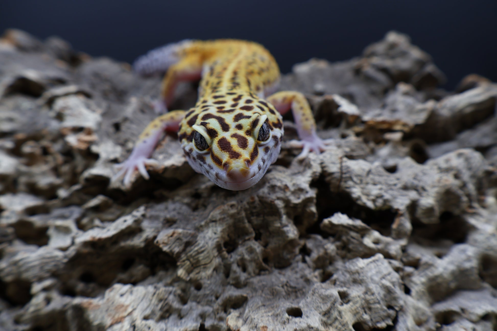 Female Super Giant Blood Emerine – Geeky Gecko Creations