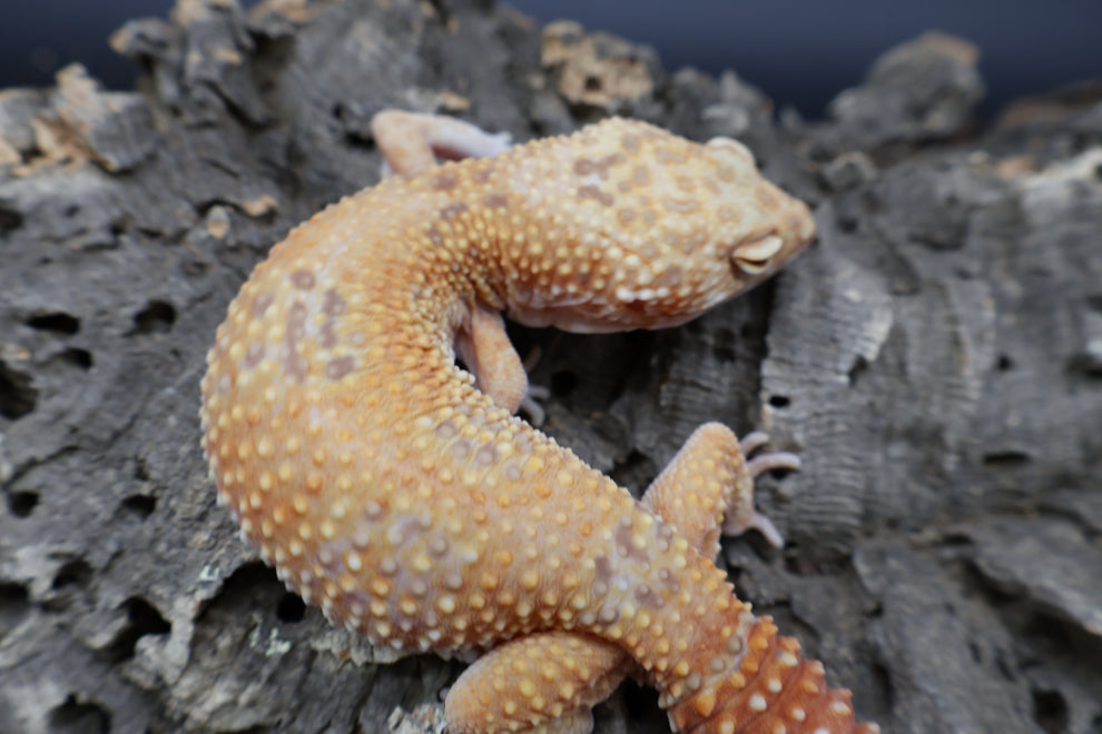 Female Mandarin Inferno Tremper Albino – Frank Cuzzolina