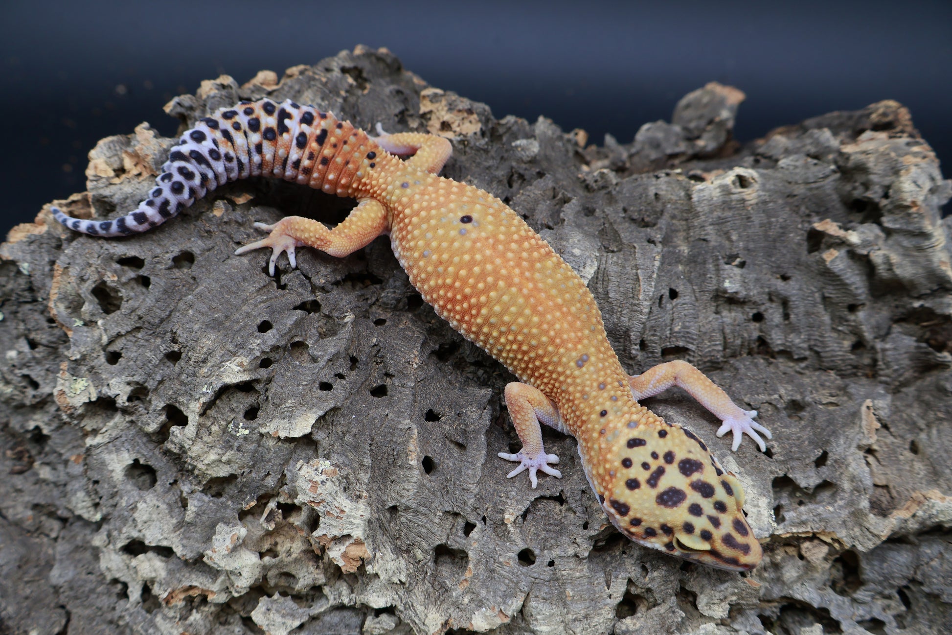 Female Super Giant Blood Emerine – Frank Cuzzolina