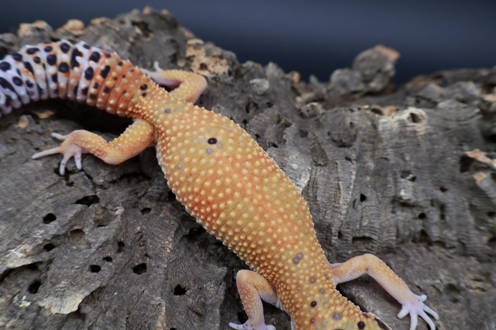Female Super Giant Blood Emerine – Frank Cuzzolina