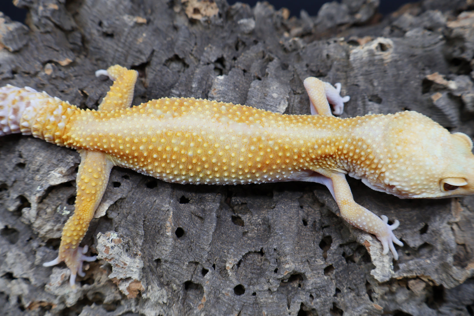 Female Firewater (Rainwater Albino + Tangerine) – Frank Cuzzolina