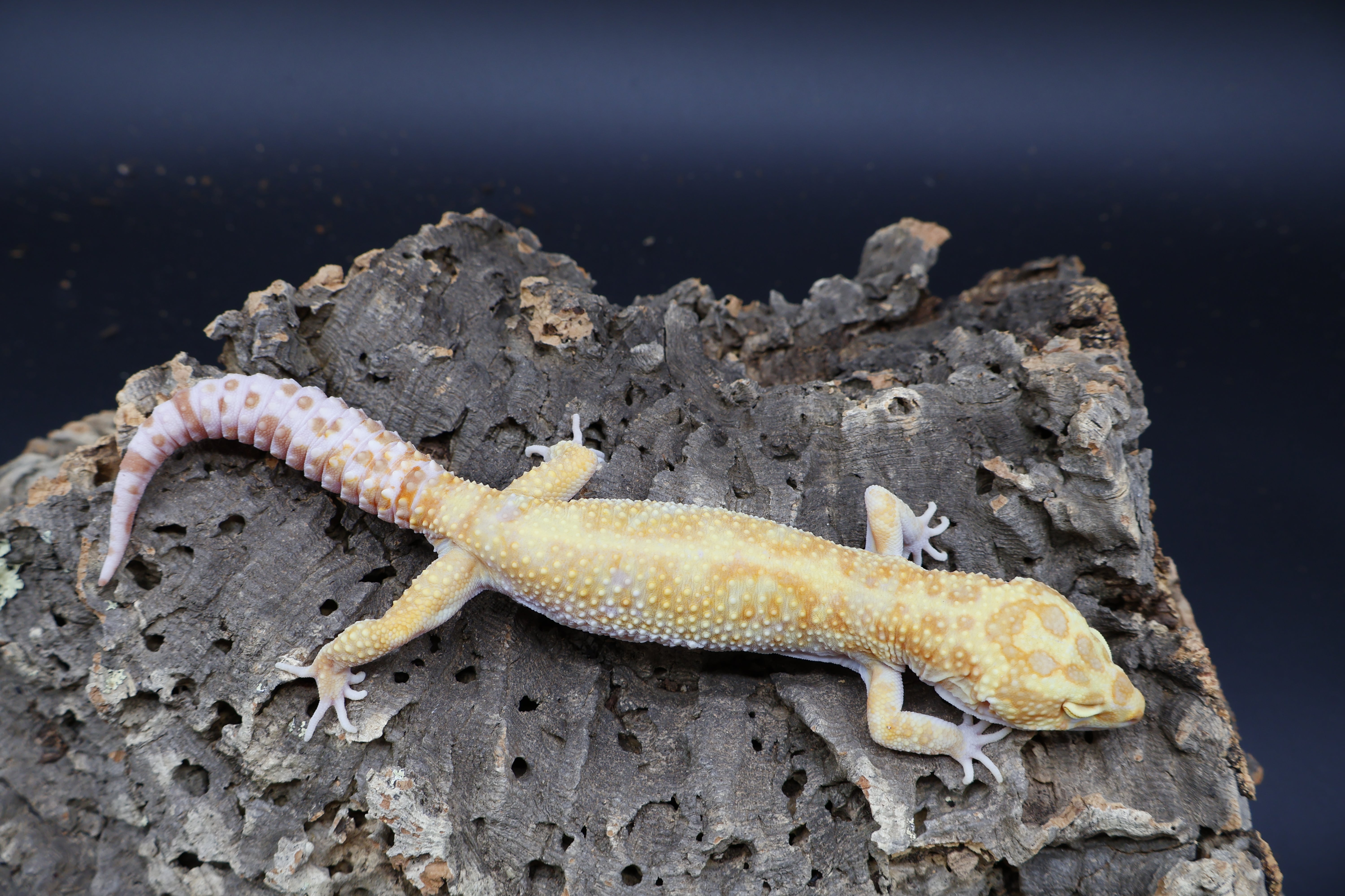 Male Inferno Bold White & Yellow Tremper Albino – Geeky Gecko Creations