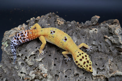 Female Giant Blood Bold Emerine – Frank Cuzzolina