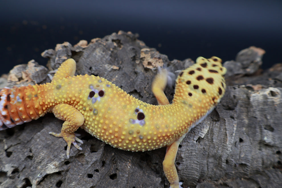 Female Giant Blood Bold Emerine – Frank Cuzzolina