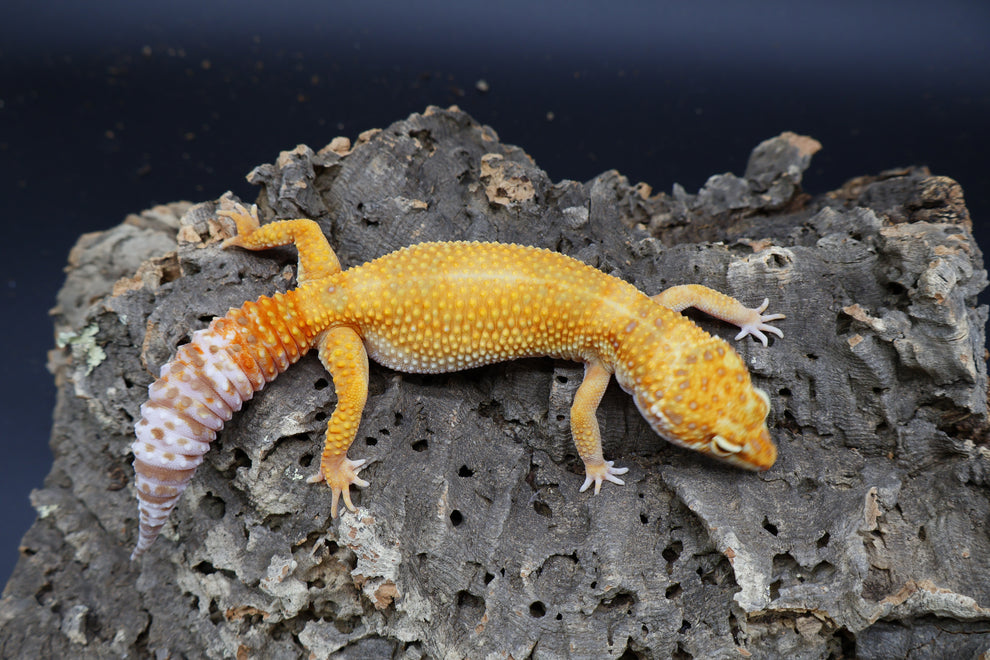 Female Mandarin Inferno Tremper Albino – Frank Cuzzolina
