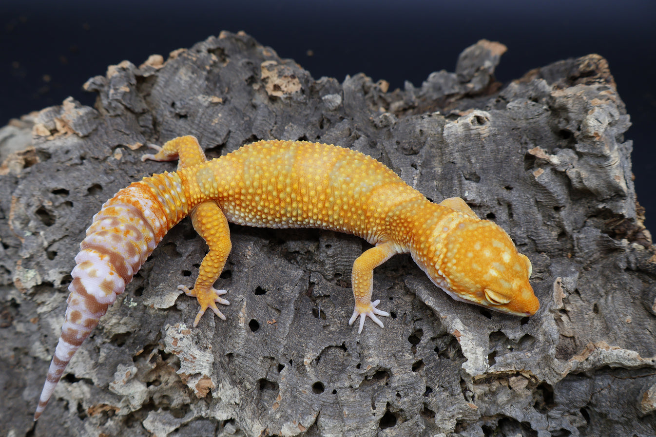 Female Mandarin Inferno Bold Tremper Albino pos. W&Y – Frank Cuzzolina
