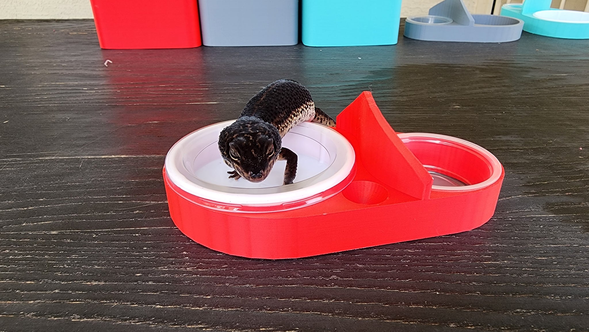 Strawberry Red Leopard Gecko food bowl, calcium dish, & water dish ...