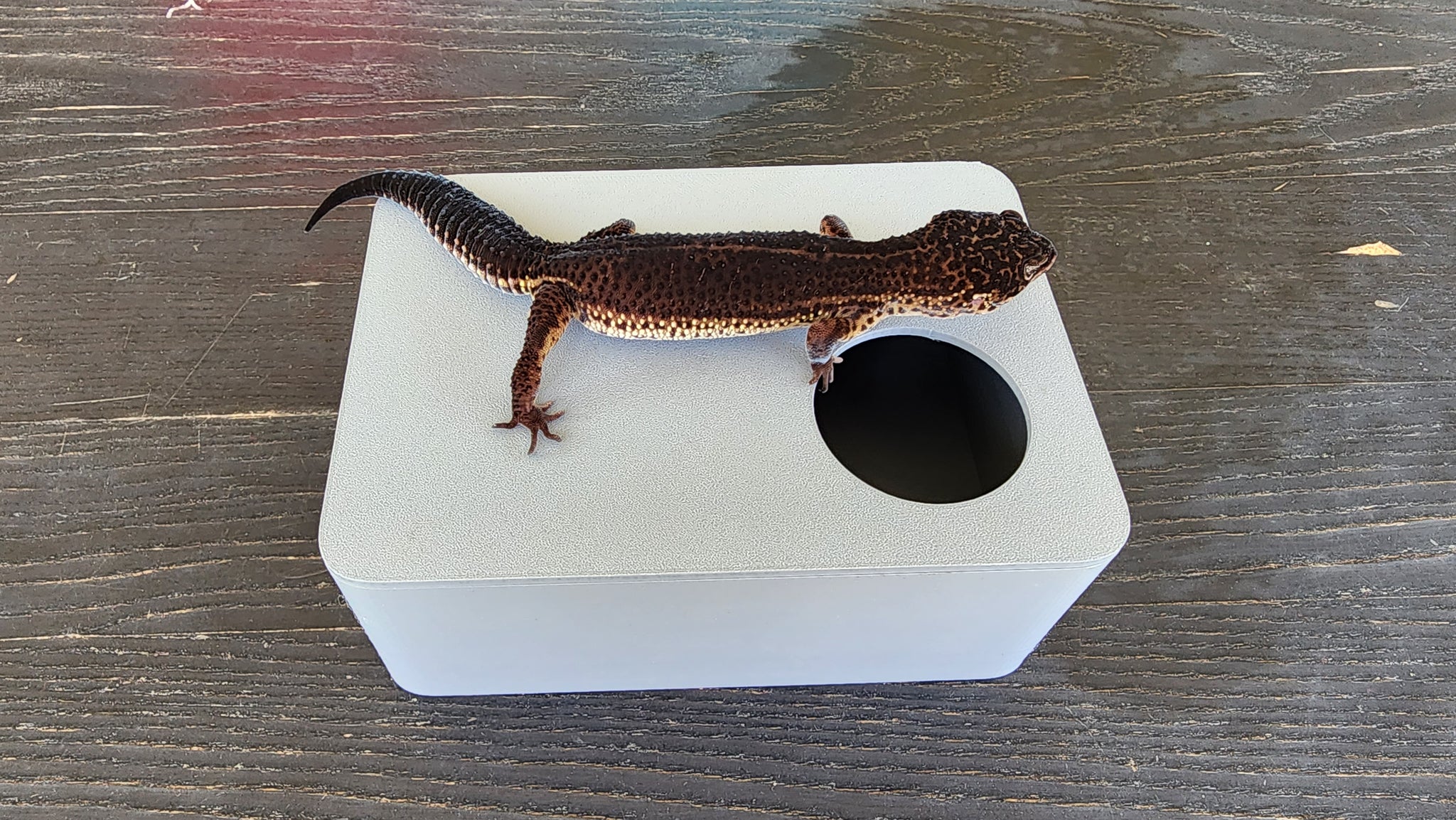 Ash Grey Leopard Gecko humid hide – Geeky Gecko Creations