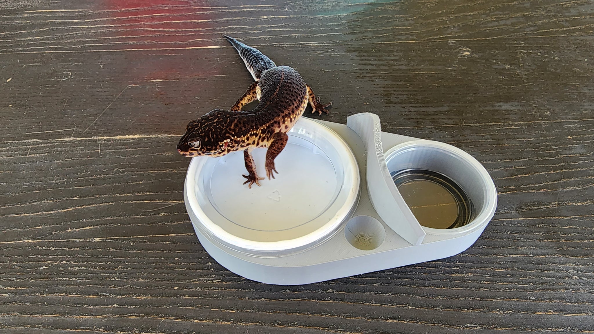Ash Grey Leopard Gecko food bowl, calcium dish, & water dish – Frank ...