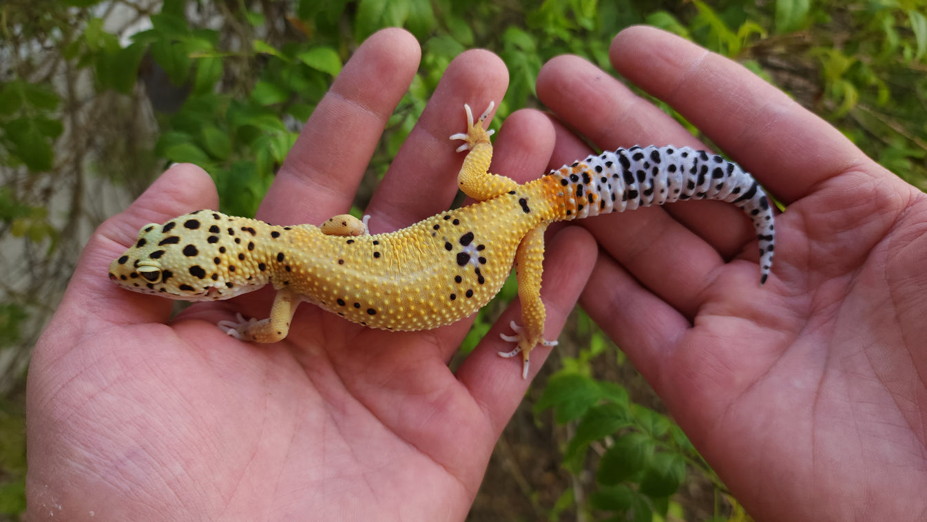 Female Blood Tangerine Bold Emerine Cross Leopard Gecko – Geeky Gecko ...