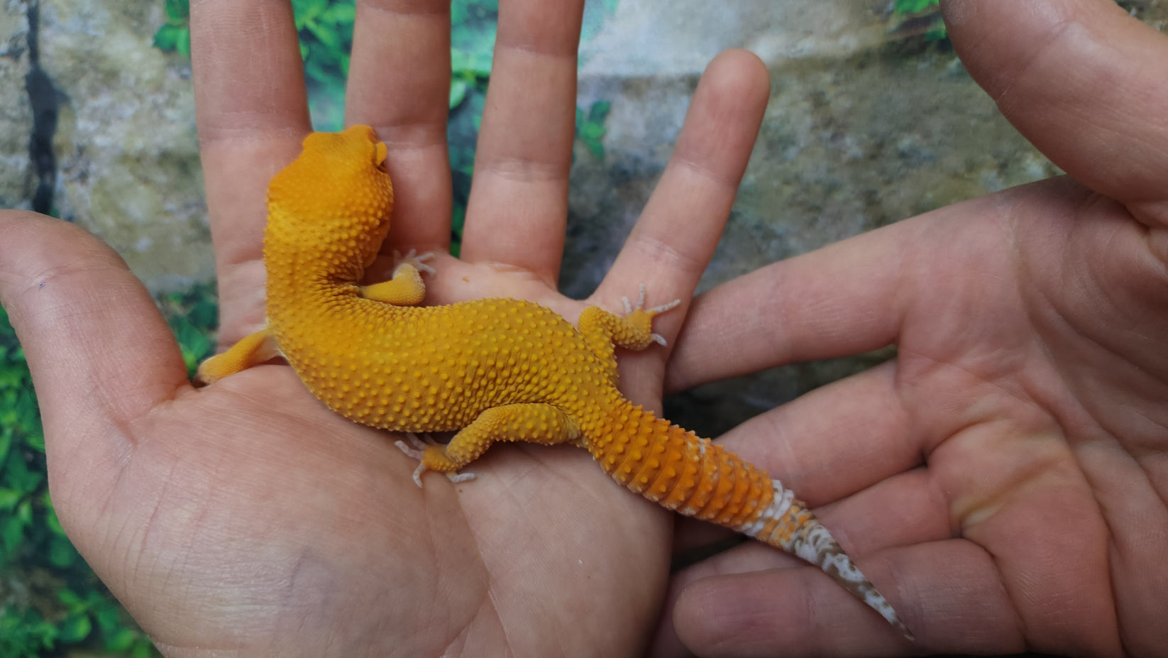 Female Mandarin Inferno Tangerine Emerine Tremper Albino Leopard Gecko ...