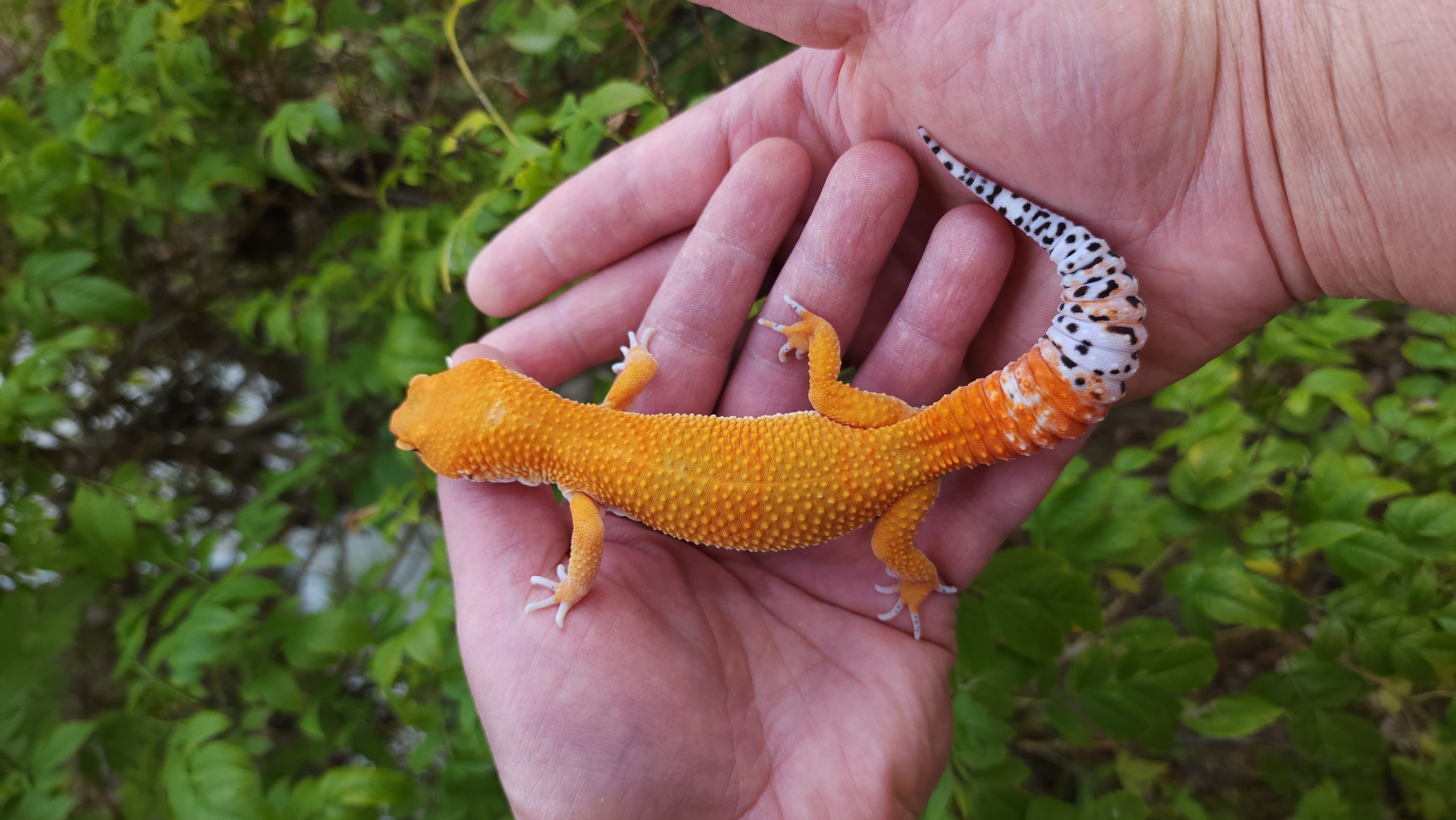 Male Manferno (Mandarin Inferno) "Banded Tiger" Leopard Gecko – Frank ...